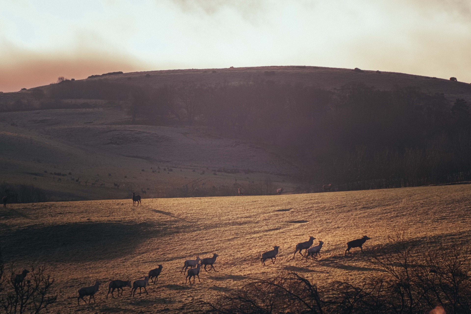 Insiders’ guide to Scottish wildlife – Katie Wood Travel